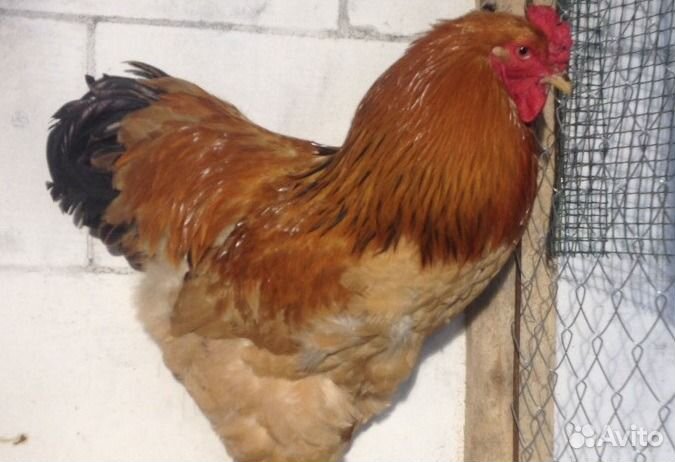 Инкубационное яйцо. Разные породы кур, индоутки, я