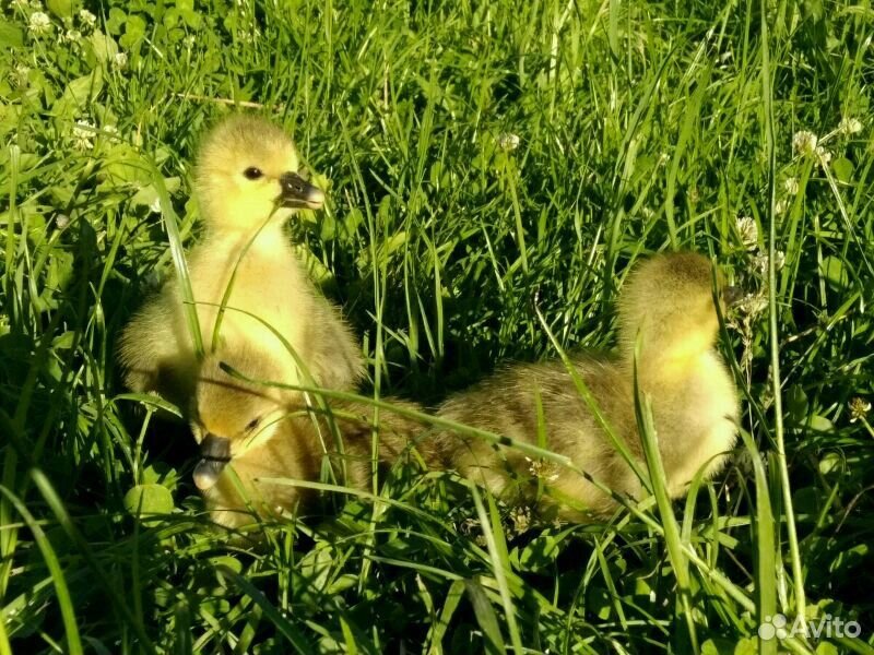 Гусята суточные и подрощенные