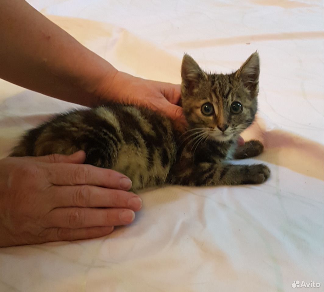 Котенок диковинного окраса