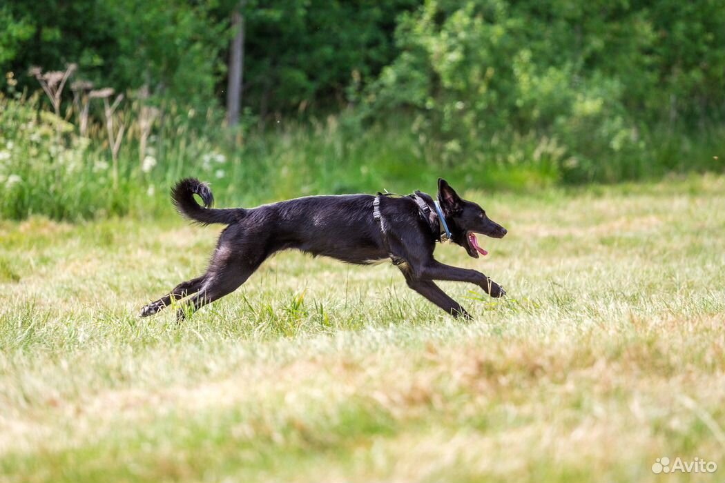 Чудо-щенок, который способен удивить