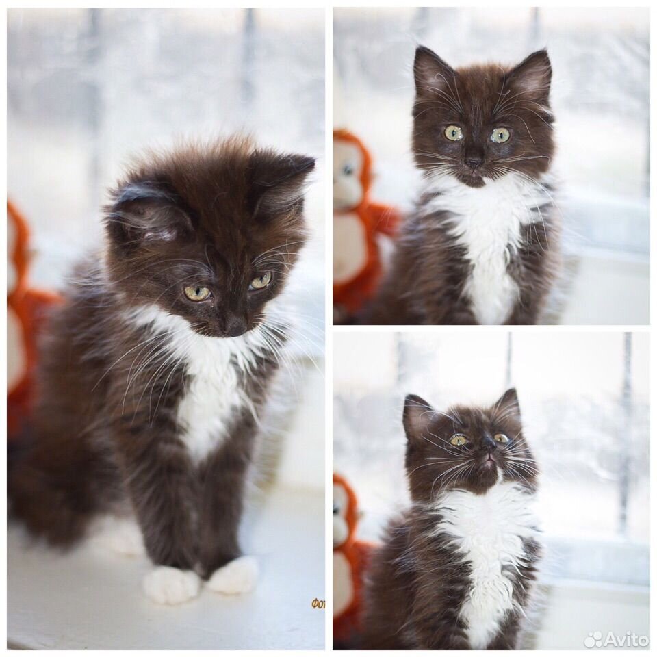 Котенок ищет дом