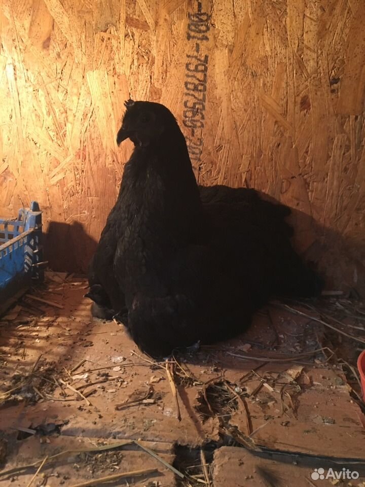 Семья ухейилюй