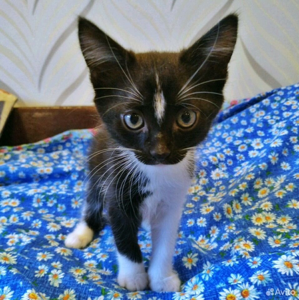 Котятки ребятки (мальчики )
