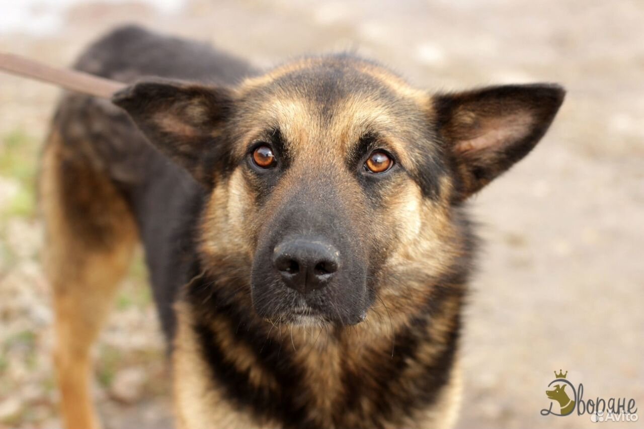 Ищет дом молодой Арамис