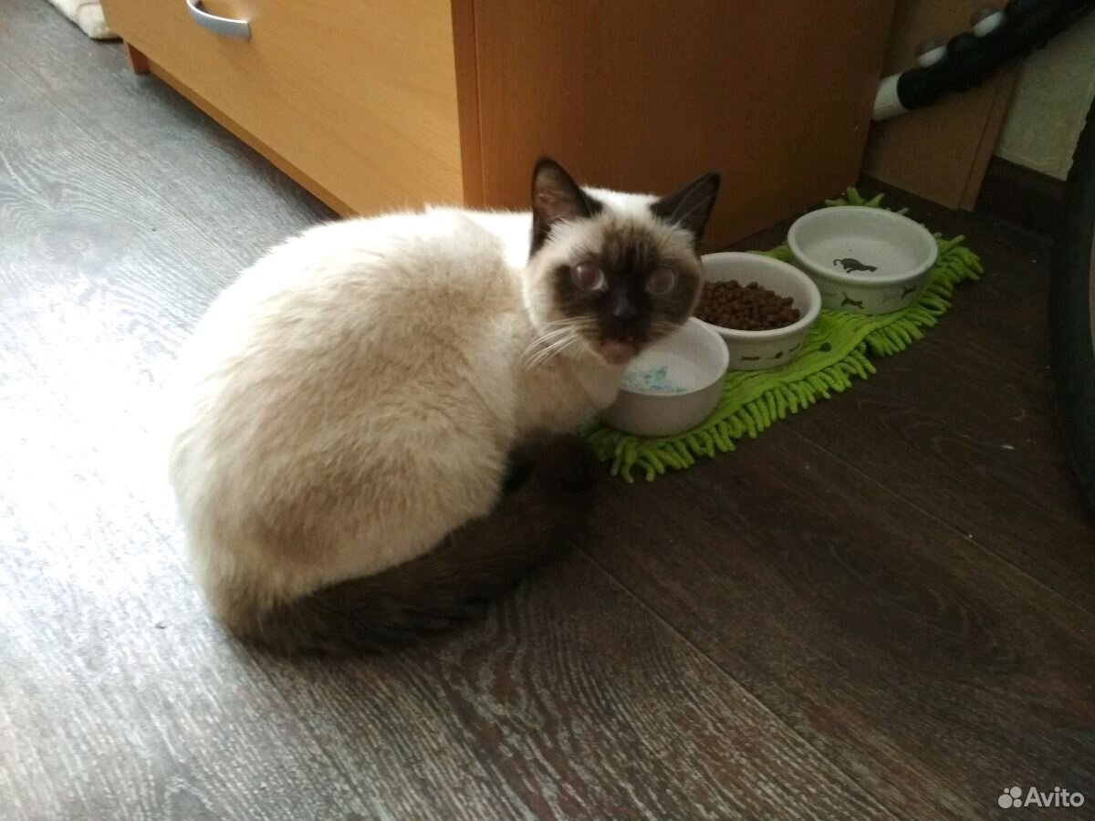 Кошка шотладская 2года