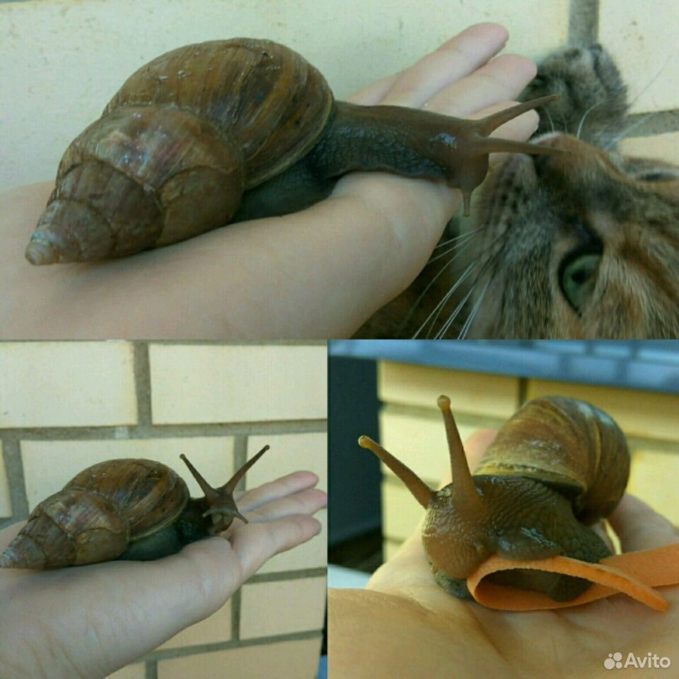 Улитки Ахатина