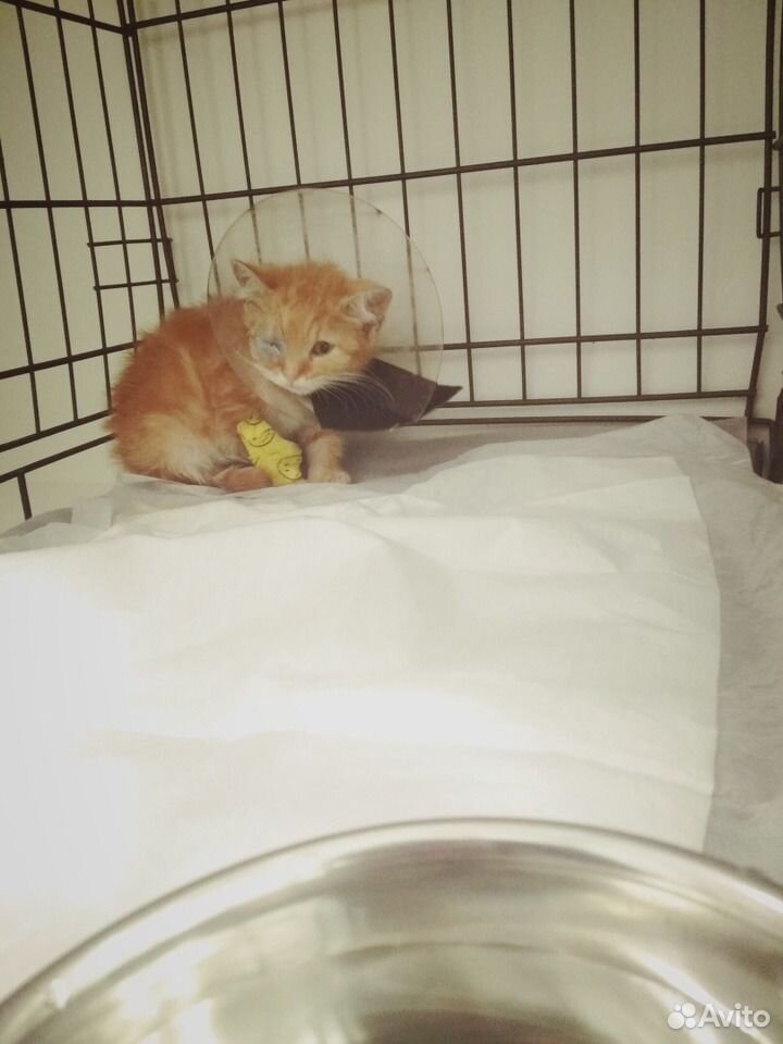 Замечательная кошечка ищет дом