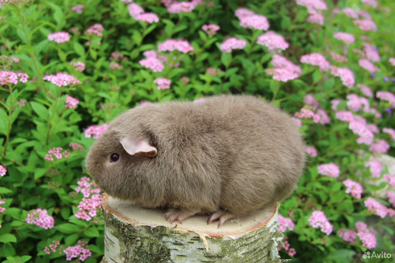 Морские свинки Американские тедди из питомника
