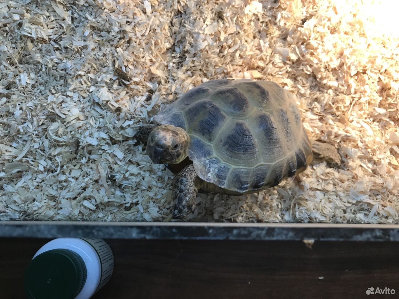 Сухопутная черепаха самец