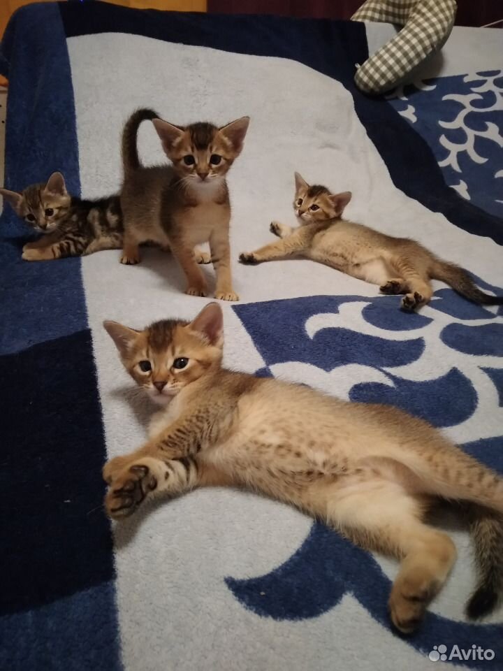 Абиссинские котята