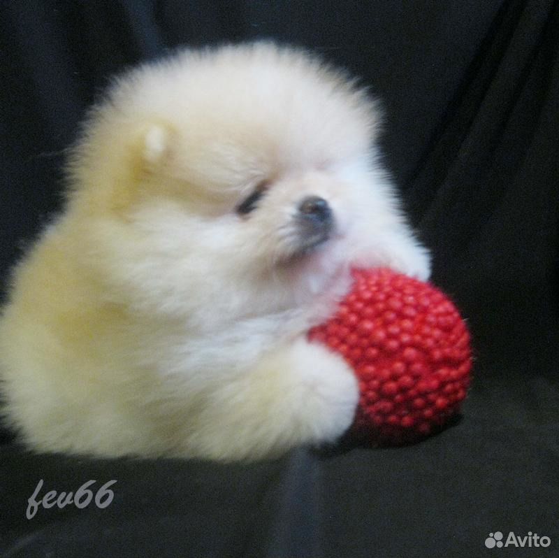 Очаровательных щеночков шпица. 10.06.18