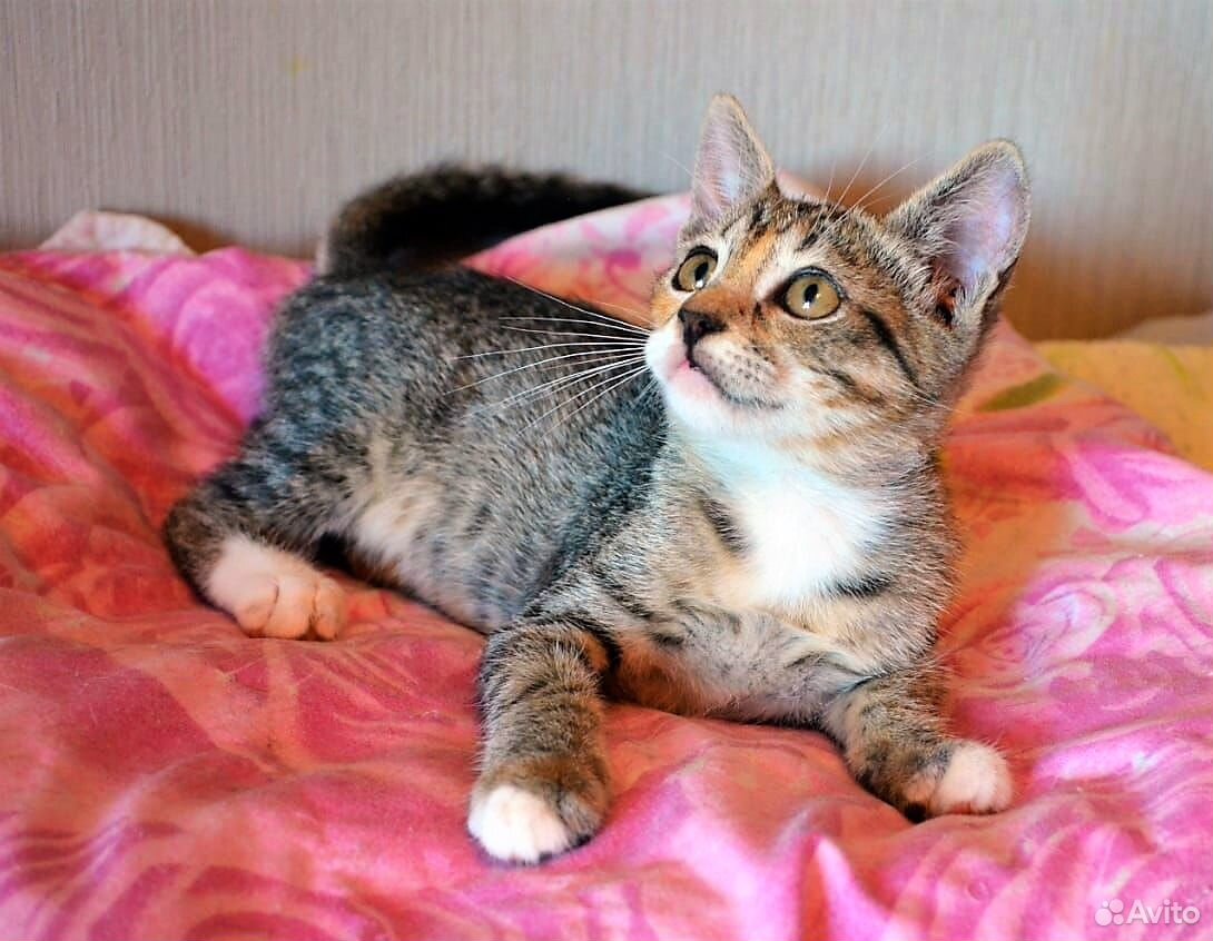 Лесной котенок в дар 2 мес