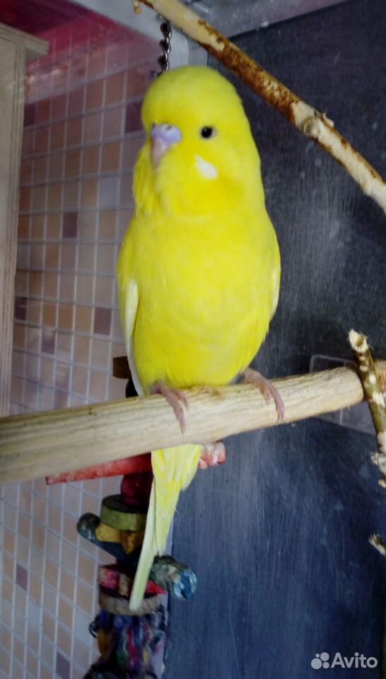 Жёлтый попугайчик, птенчик, ввп, чех