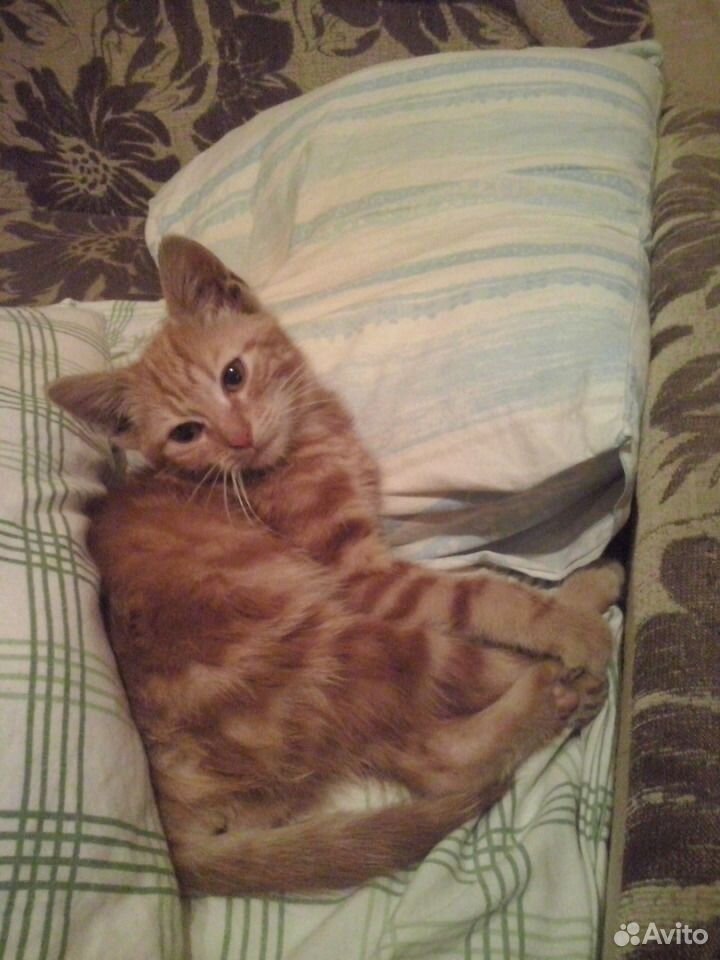 Рыжий полосатый котёнок
