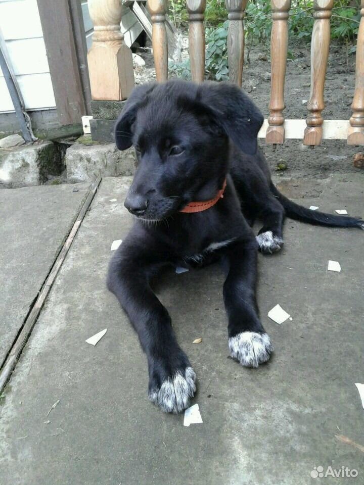 Щенок в добрые руки