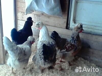 Домашние куры-молодки оригинальных пород