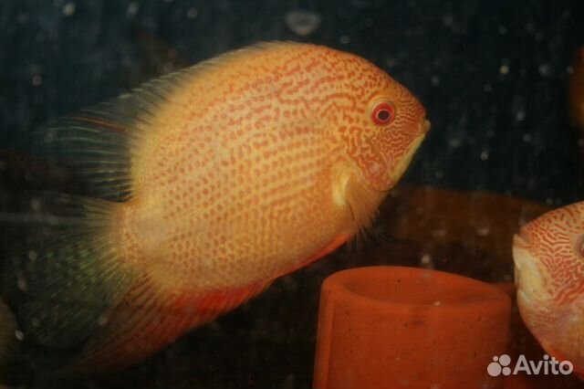 Северум красноточечный и Эллиоты