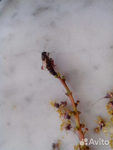 Матки карпатки пчелиные