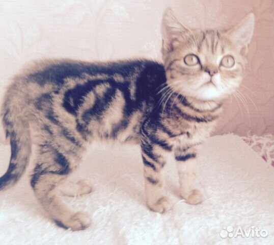 Шотландский котик