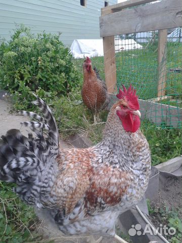 Инкубационное яйцо породистых кур