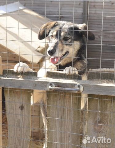 Собака Челси, нежно Тумбочка, в дар,бесплатно
