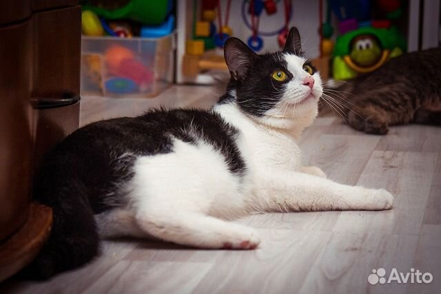 Маркизные котики ищут дом