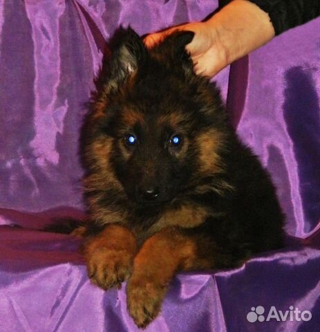 Длинник-парнишка Немчик