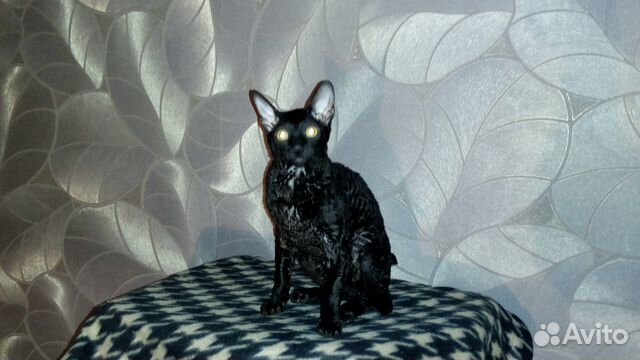 Угольно-черный котик