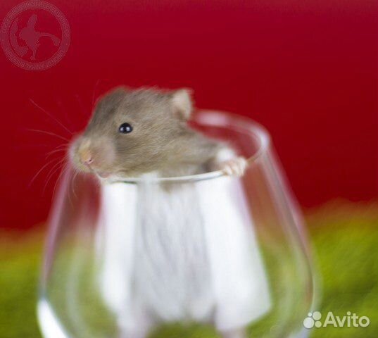 Сирийский хомячок шоколадный малыш с поясом