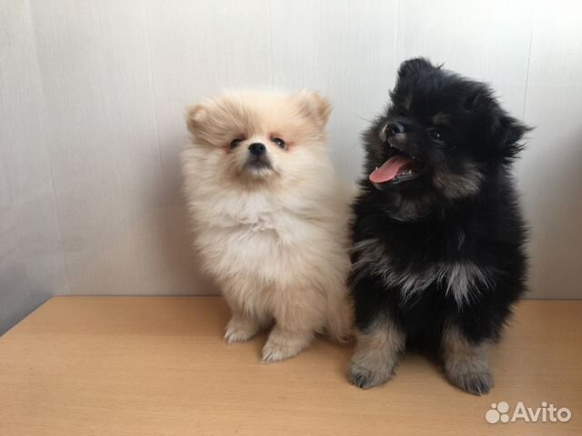 Шпицы красавцы мальчики