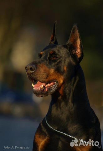 Шикарные щенки добермана