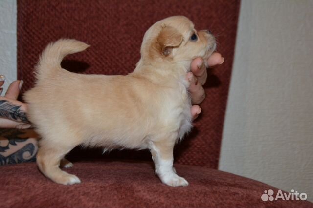 Девочка чихуа