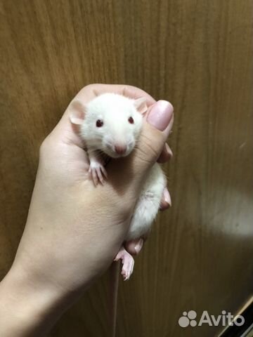 Декоративная крыса