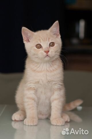 Шикарный кремовый британский кот