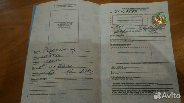 Немецкая овчарка метис с паспортом