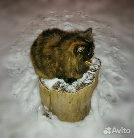 Красивая кошечка ищет друзей