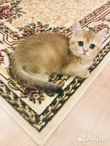 Золотой малыш