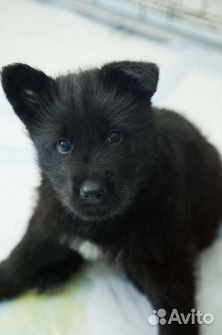 Мальчик 2 мес