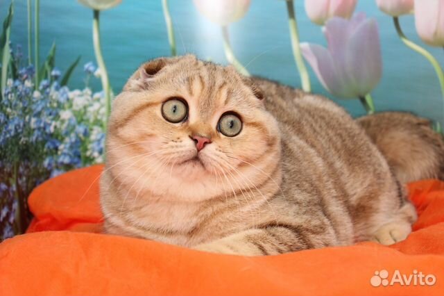 Просто красавец