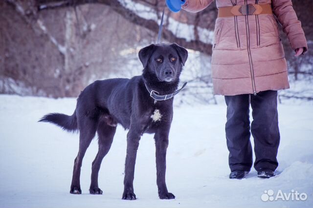 Удивительный лабродороподобный пес ищет хозяина