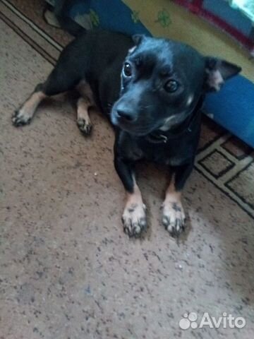 Отдам в добрые руки