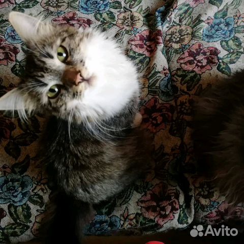 Кошка в добрые руки