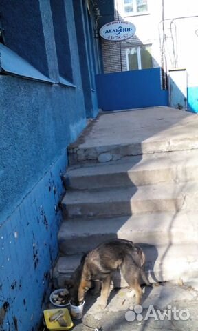 Щеночек ищет дом