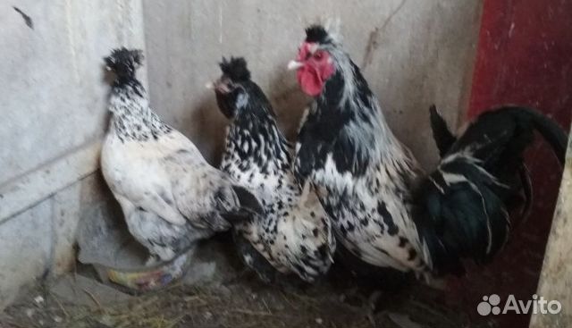 Курицы Павловские 2курицы+петух