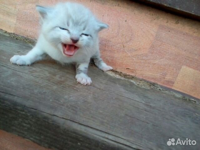 Котёнок крысыловка