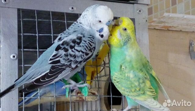 Пара хочет на гнездо