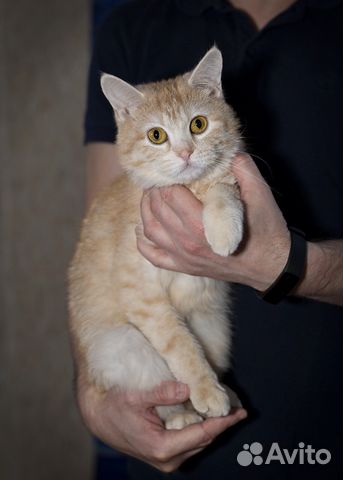 Кошка в добрые руки