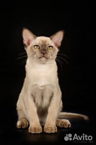 Шоколадный котик