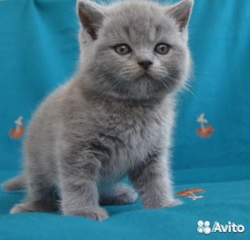 Британский -Миленький плюшик