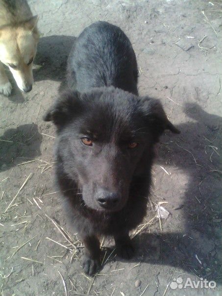 Черный как уголек, чудный мальчик - в добрые руки